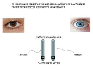 5.5 κληρονομικότητα | PPT