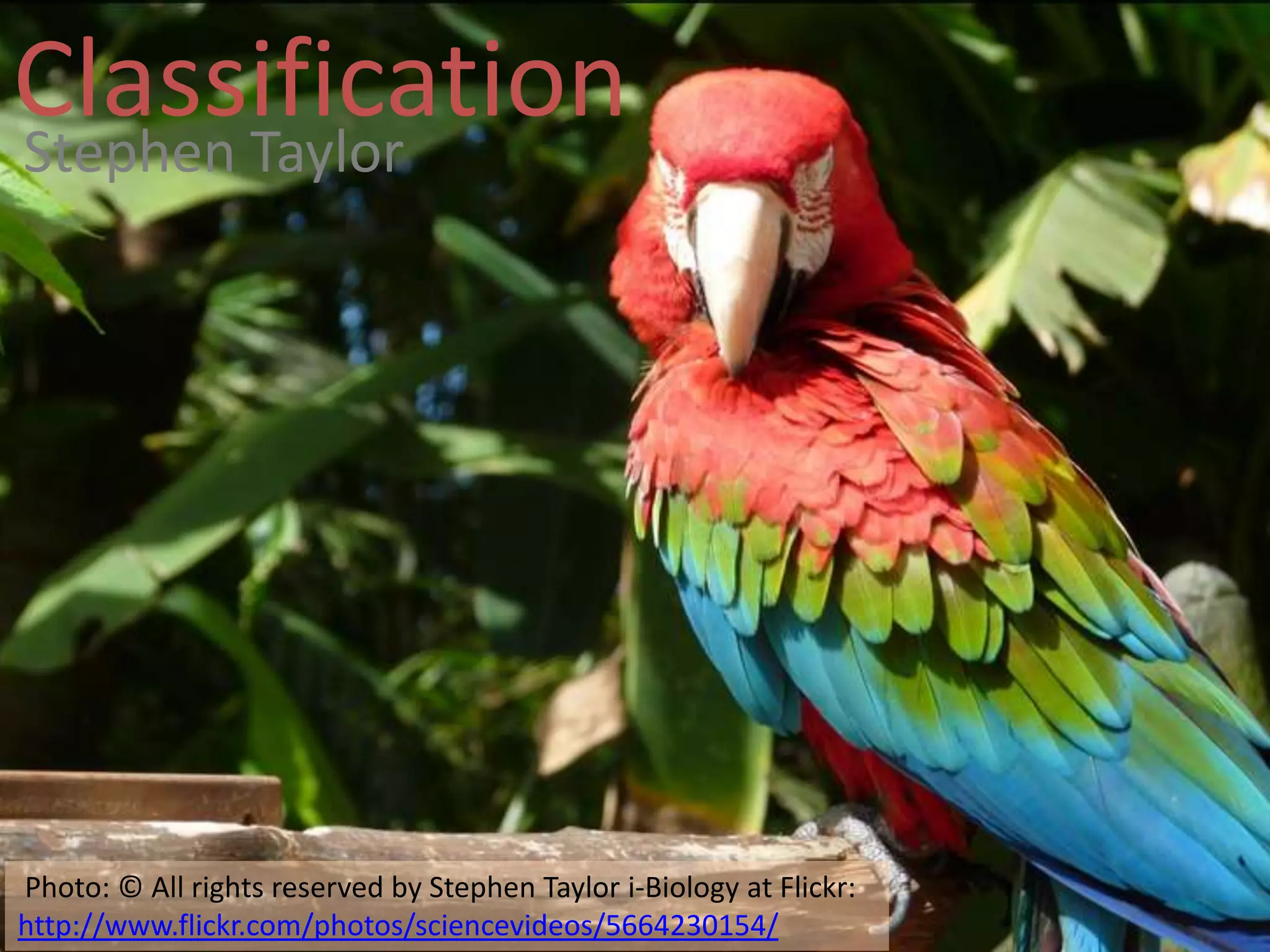 Classification (IB Biology) | PPTX