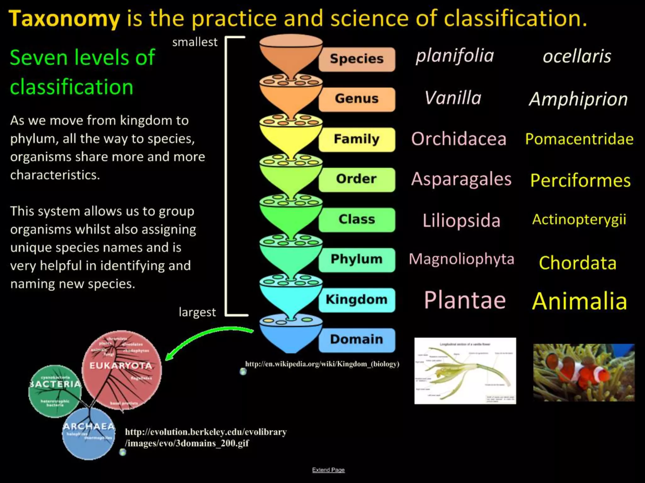 Classification (IB Biology) | PPTX