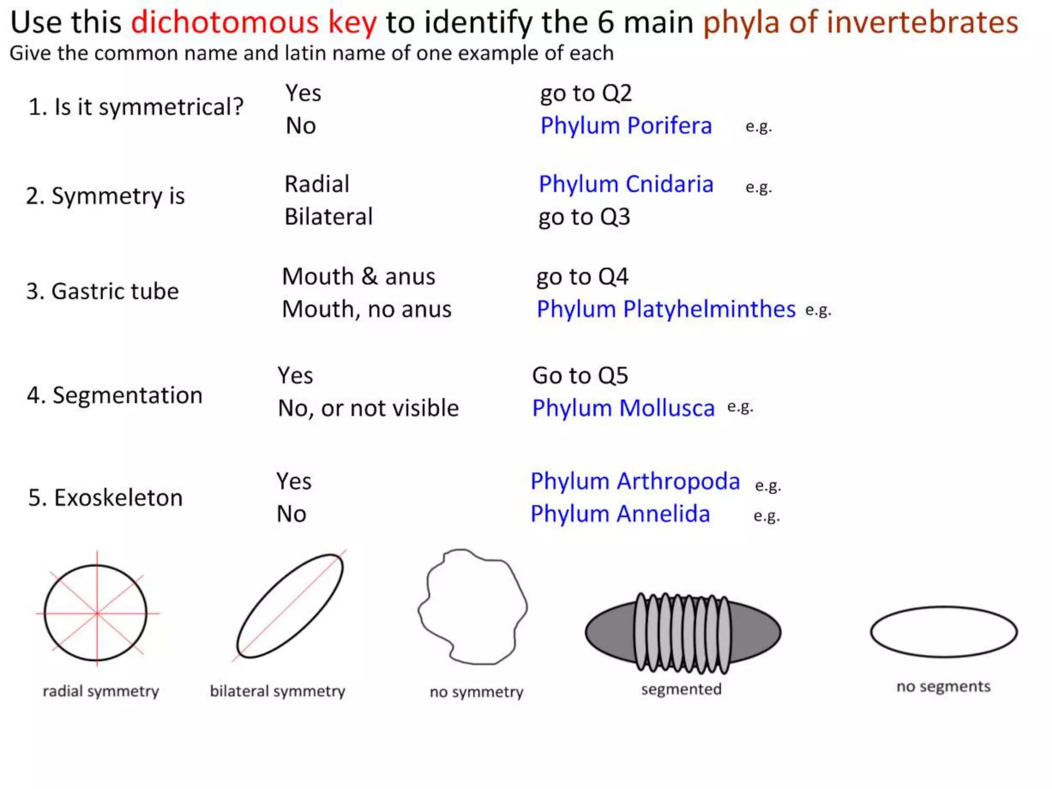 Classification (IB Biology) | PPTX