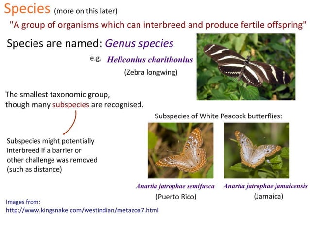 Classification (IB Biology) | PPTX | Gardening | Home & Garden