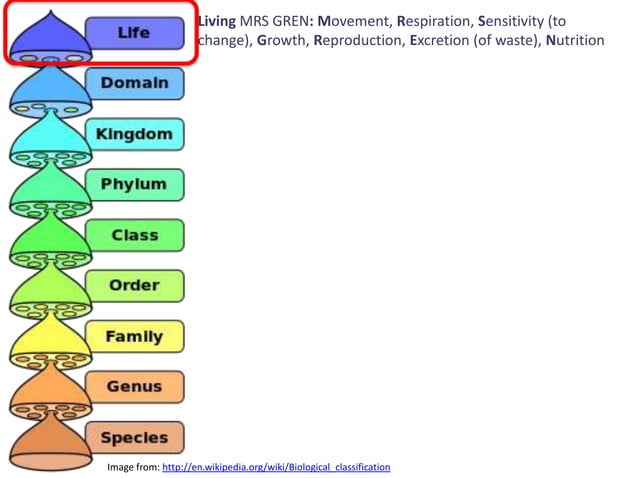Classification (IB Biology) | PPTX | Gardening | Home & Garden