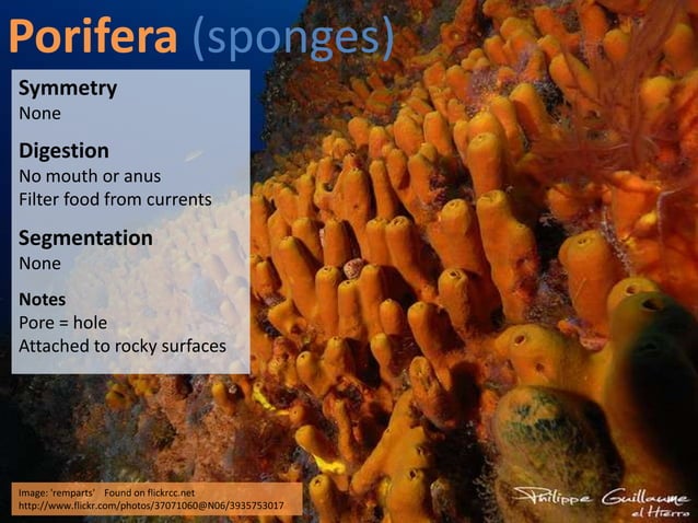 Classification (IB Biology) | PPTX | Gardening | Home & Garden