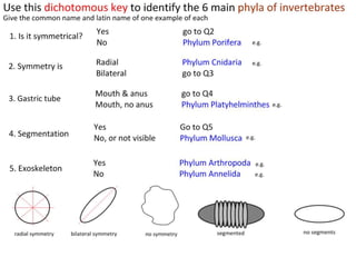 Classification (IB Biology) | PPTX