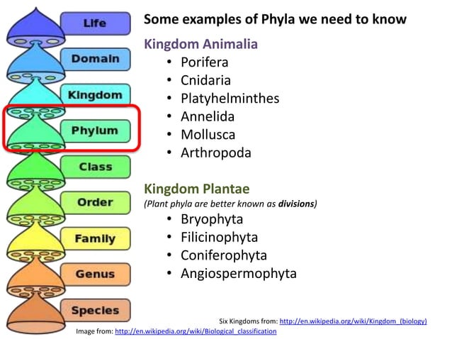 Classification (IB Biology) | PPTX | Gardening | Home & Garden