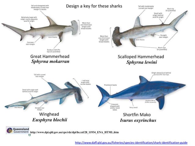 Classification (IB Biology)