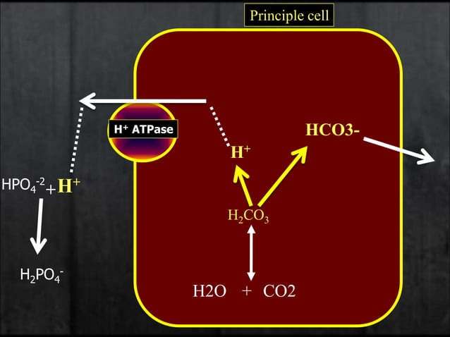 5-Acid-Base Physiology .ppt