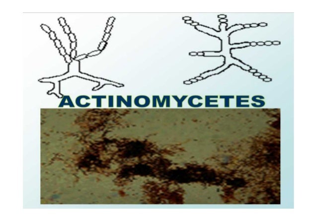 Actinomycetes