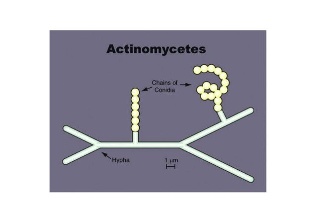 Actinomycetes