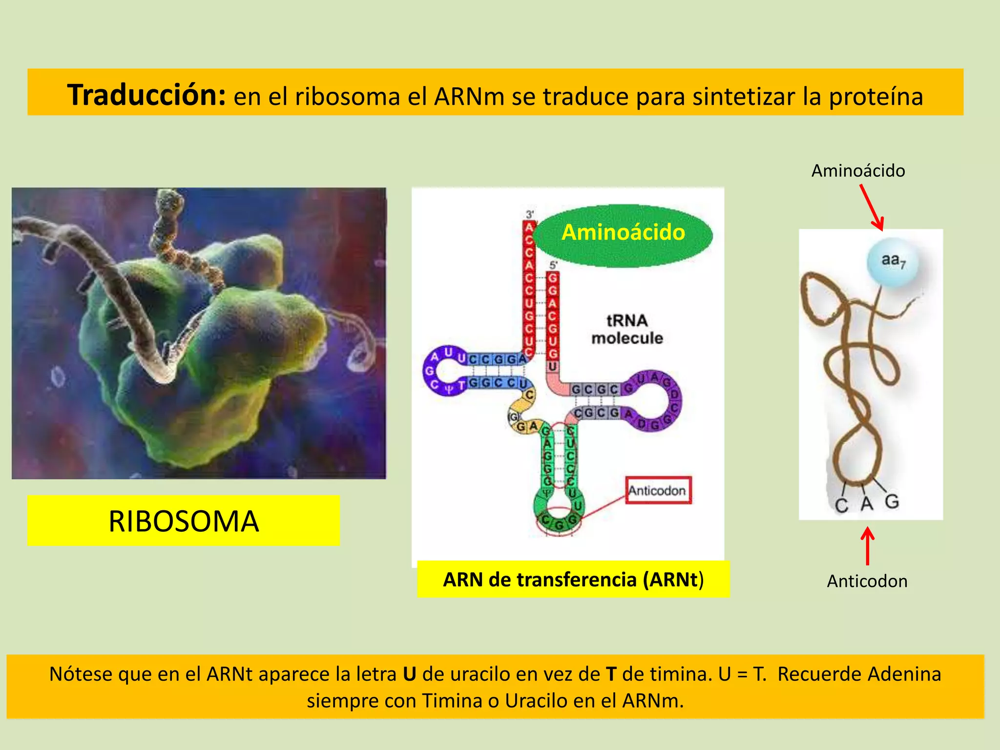 5. Duplicación de ADN y Síntesis de proteínas | PPTX