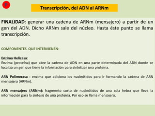 5. Duplicación de ADN y Síntesis de proteínas | PPTX