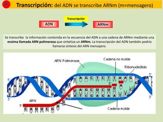 5. Duplicación de ADN y Síntesis de proteínas | PPTX