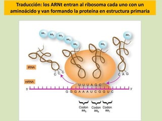 5. Duplicación de ADN y Síntesis de proteínas | PPTX