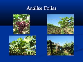 analise foliar | PPT
