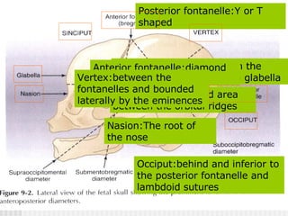 5.Anatomic Characteristics Of The Fetal Head And Maternal | PPT