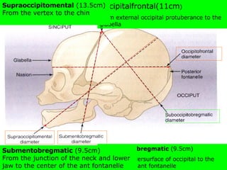 5.Anatomic Characteristics Of The Fetal Head And Maternal | PPT