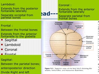 5.Anatomic Characteristics Of The Fetal Head And Maternal | PPT