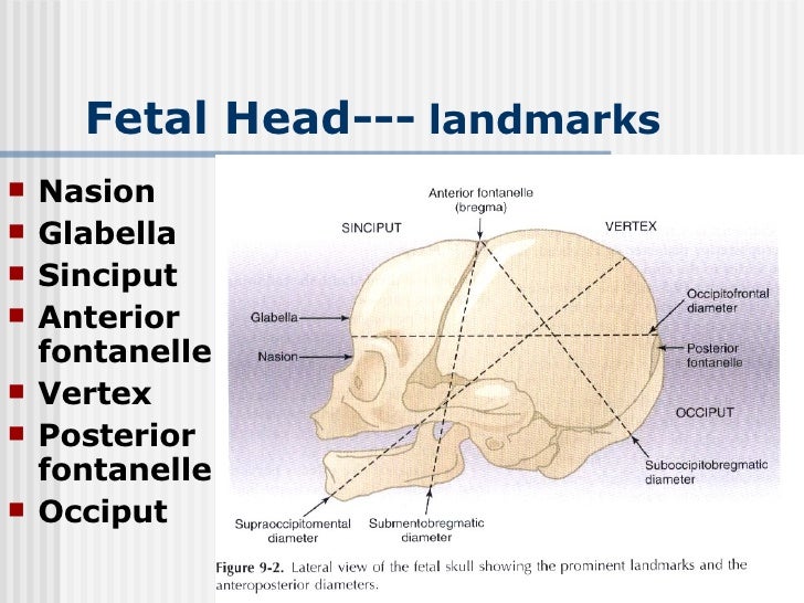 5.Anatomic Characteristics Of The Fetal Head And Maternal