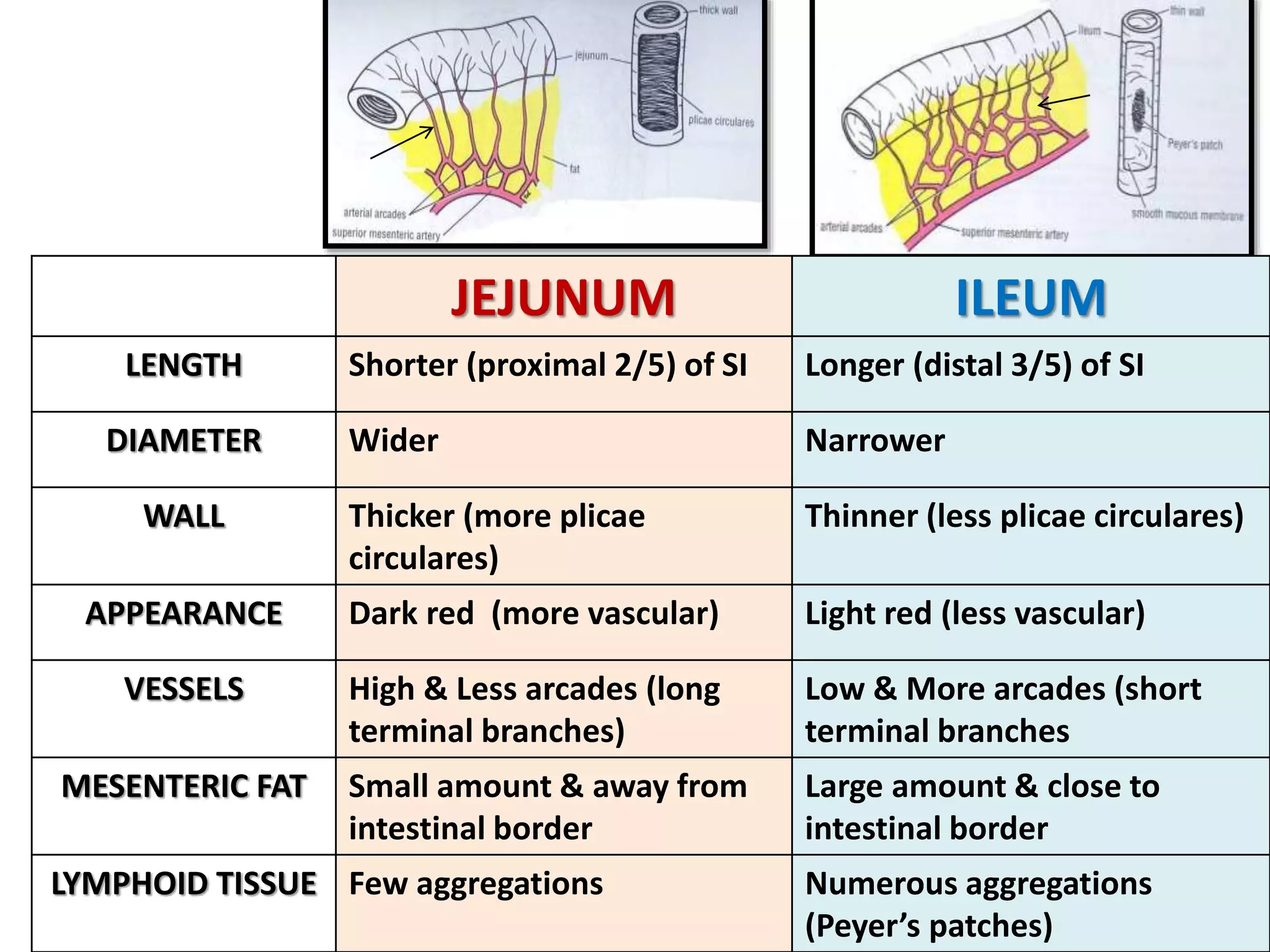 5-ANATOMY OF SMALL INTESTINE.ppt