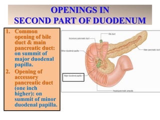 5-ANATOMY OF SMALL INTESTINE.ppt