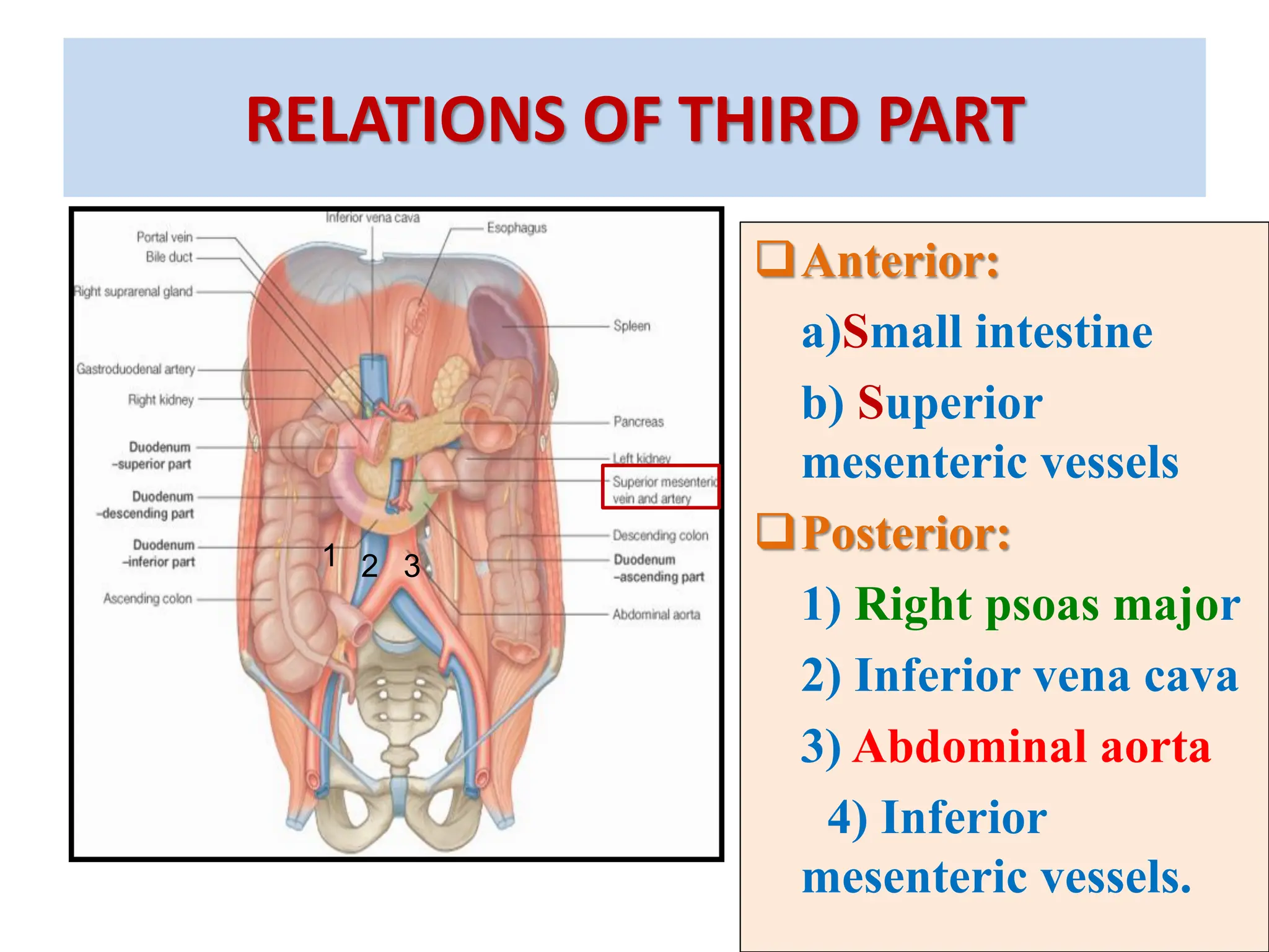 5- ANATOMY OF SMALL INTESTINE.pdf