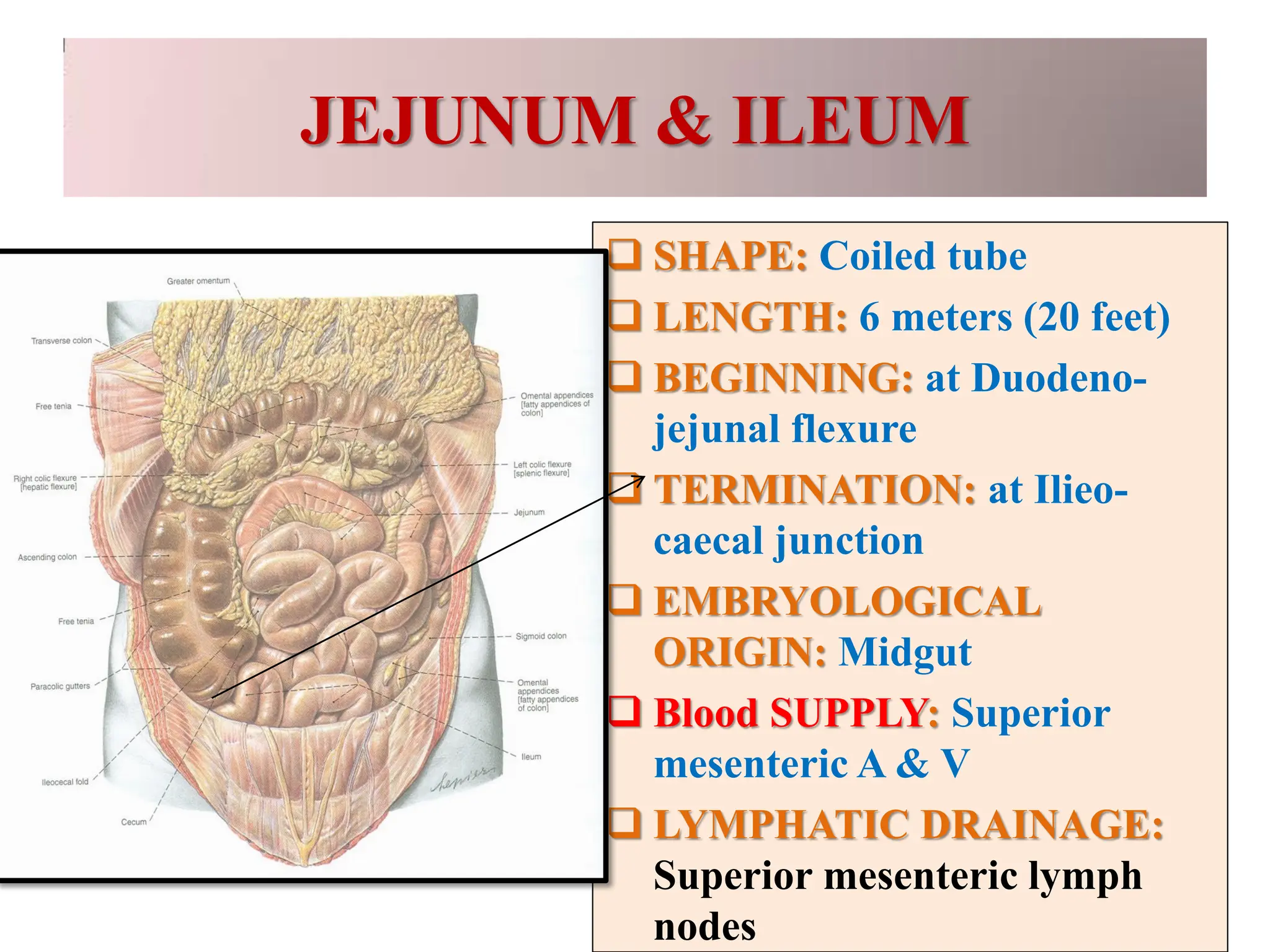 5- ANATOMY OF SMALL INTESTINE.pdf