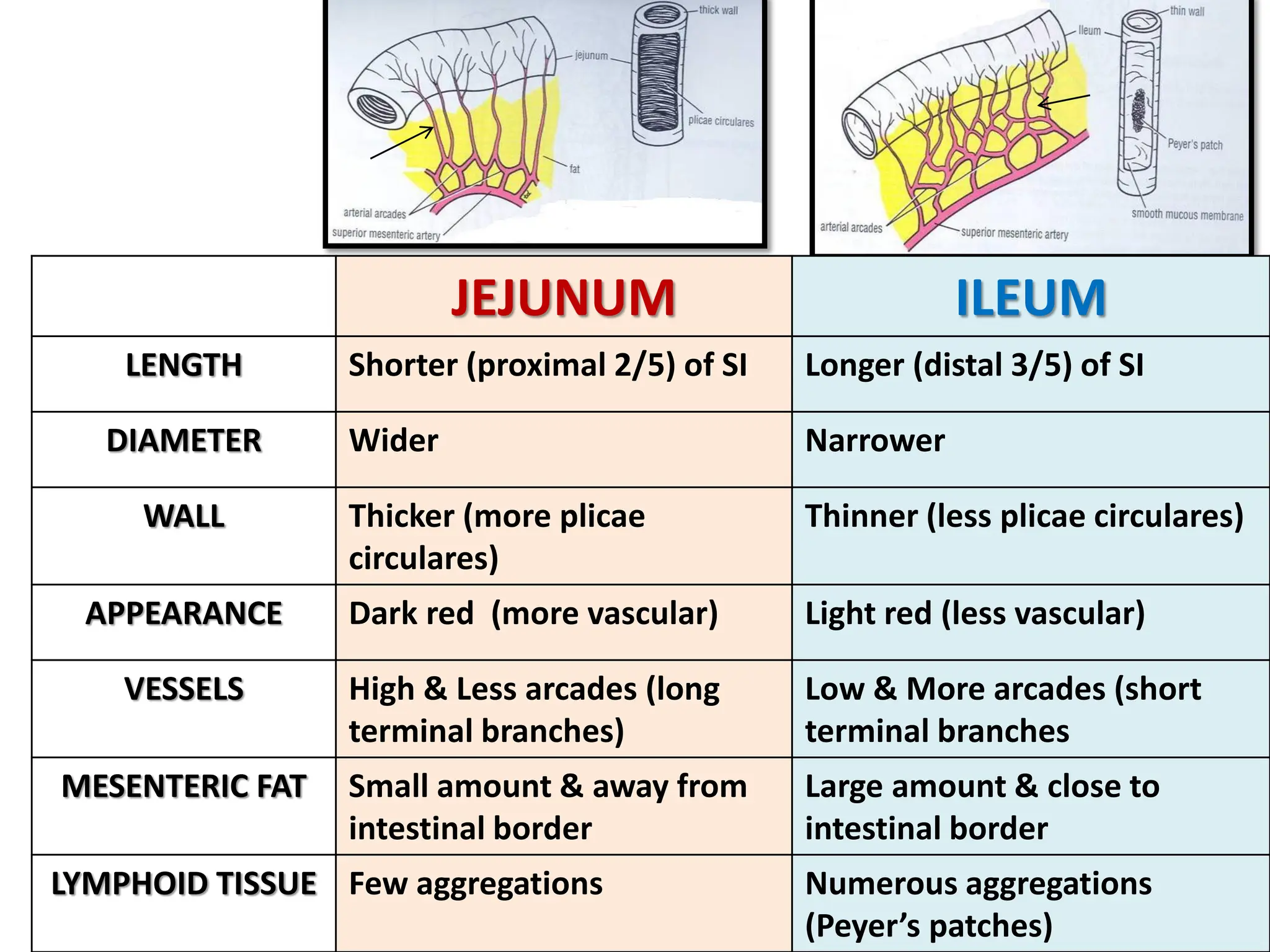 5- ANATOMY OF SMALL INTESTINE.pdf