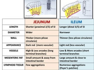 5- ANATOMY OF SMALL INTESTINE.pdf