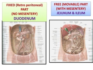 5- ANATOMY OF SMALL INTESTINE.pdf