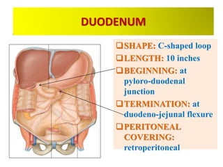 5- ANATOMY OF SMALL INTESTINE.pdf