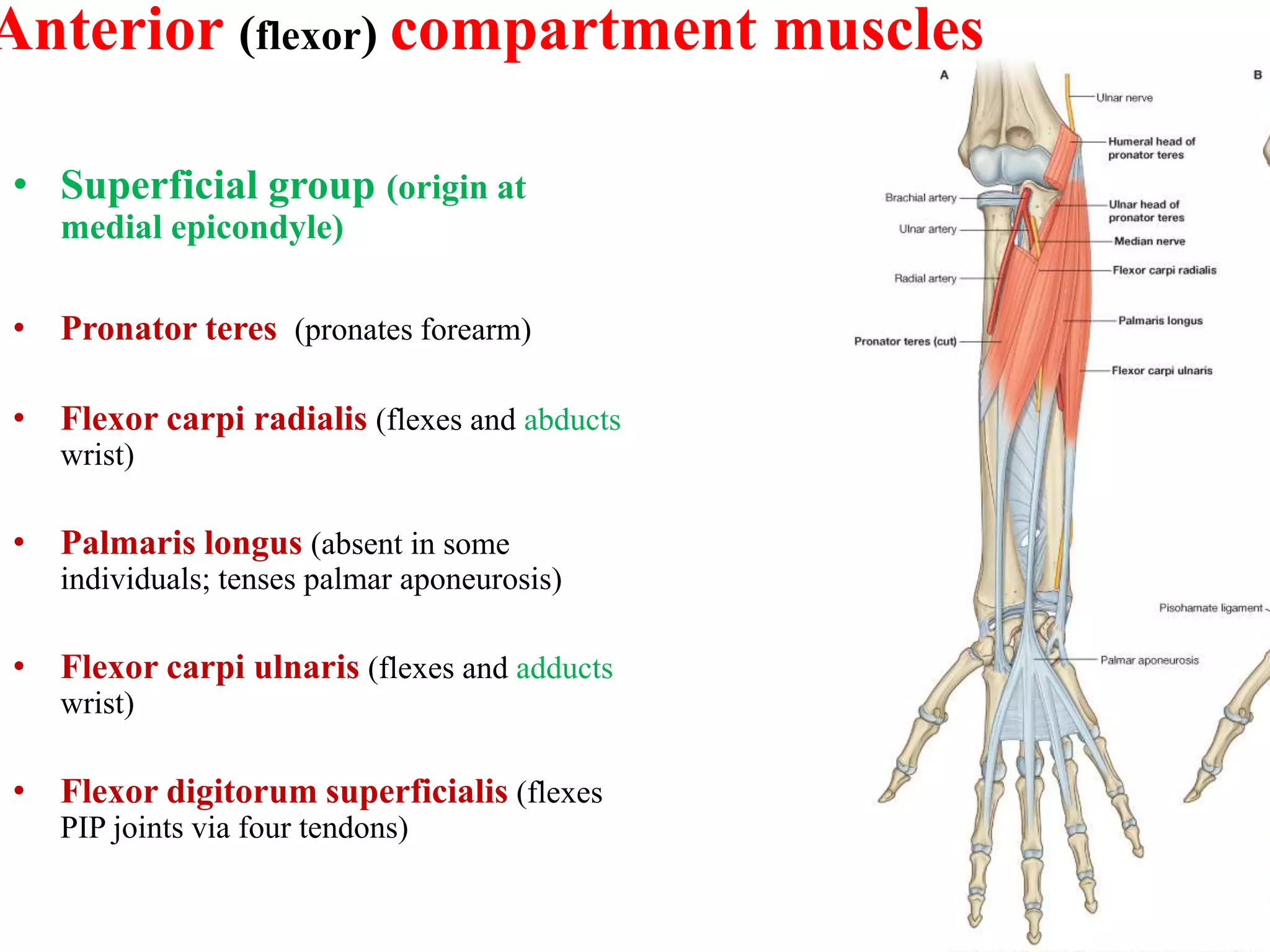 5 anterior forearm.ppt
