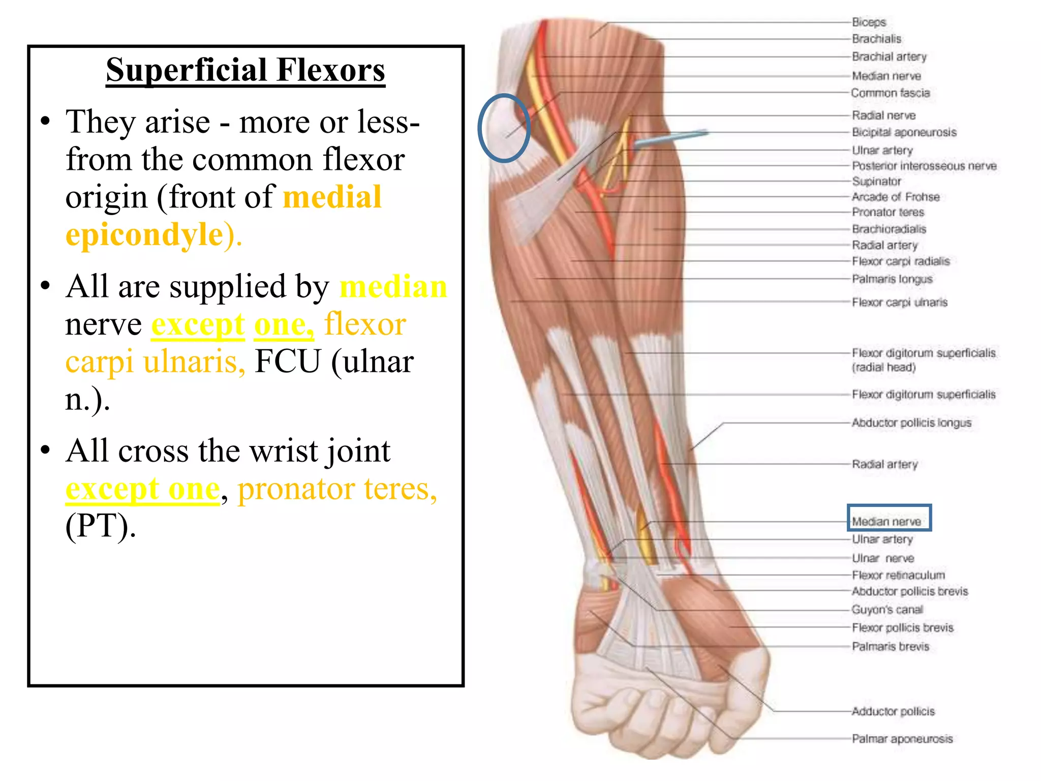 5 anterior forearm.ppt