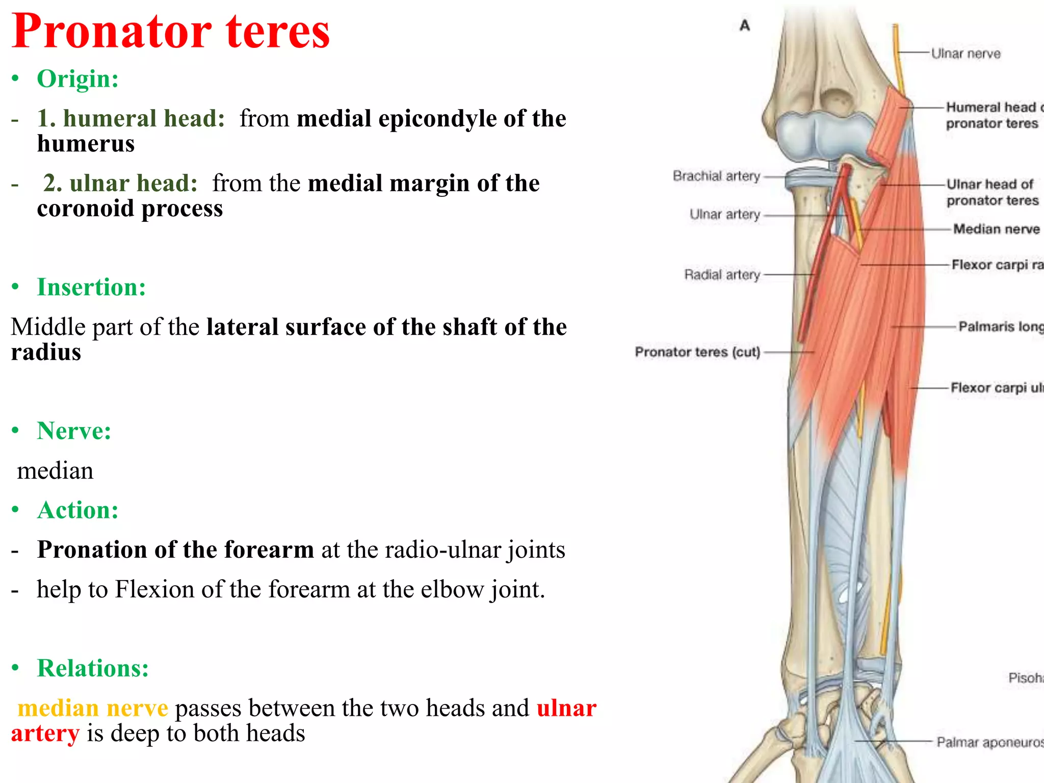 5 anterior forearm.ppt