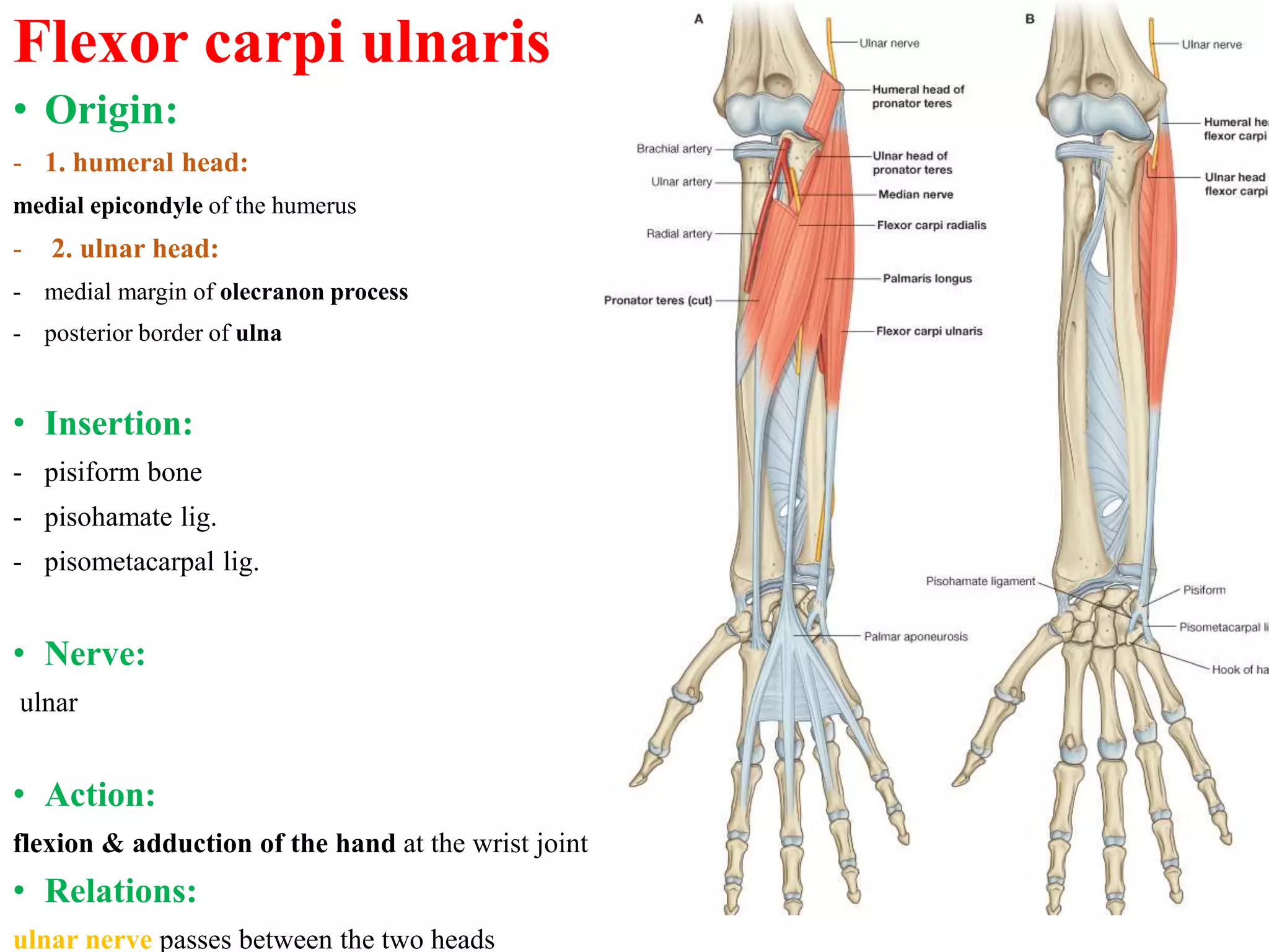 5 anterior forearm.ppt