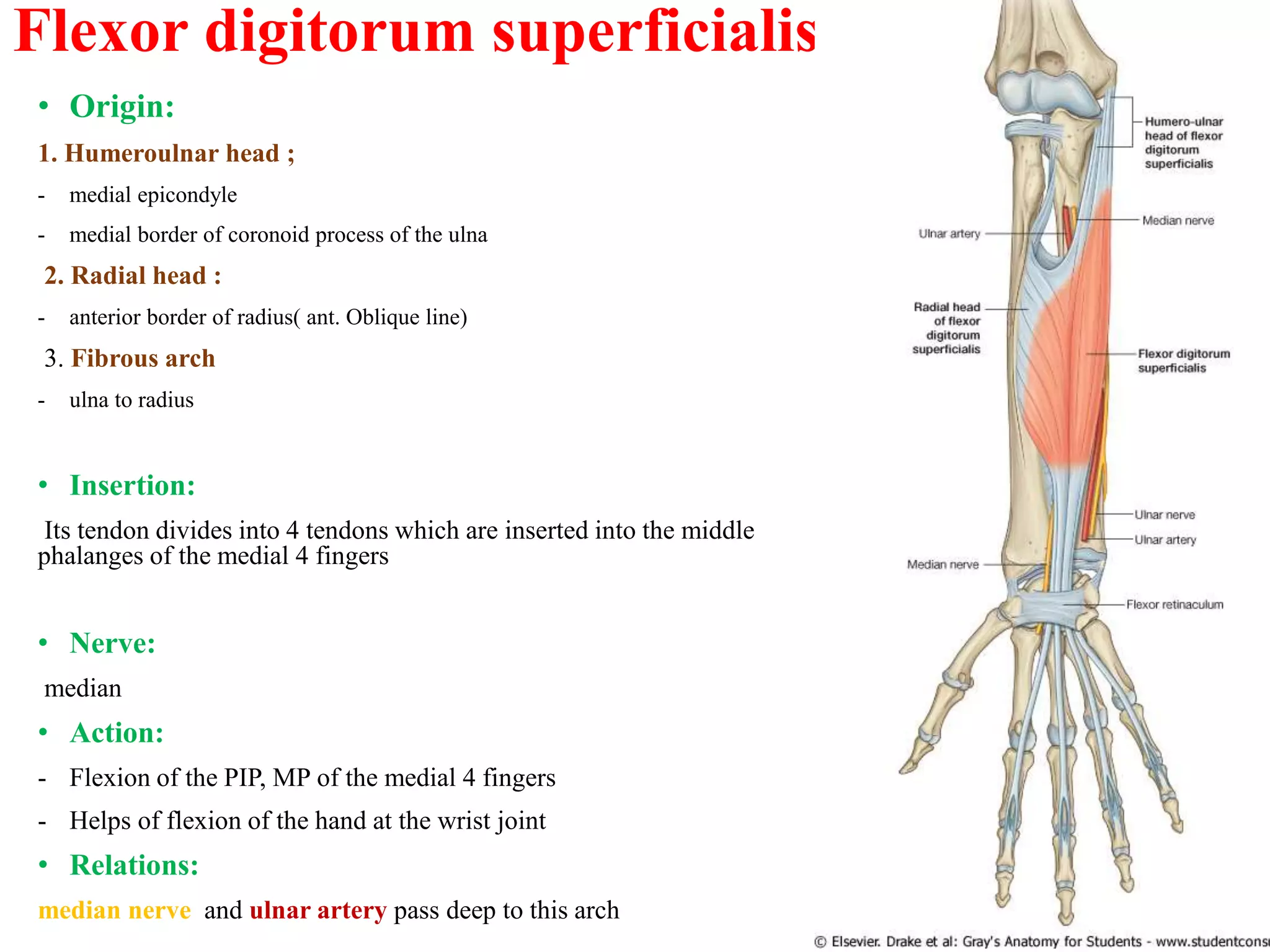 5 anterior forearm.ppt