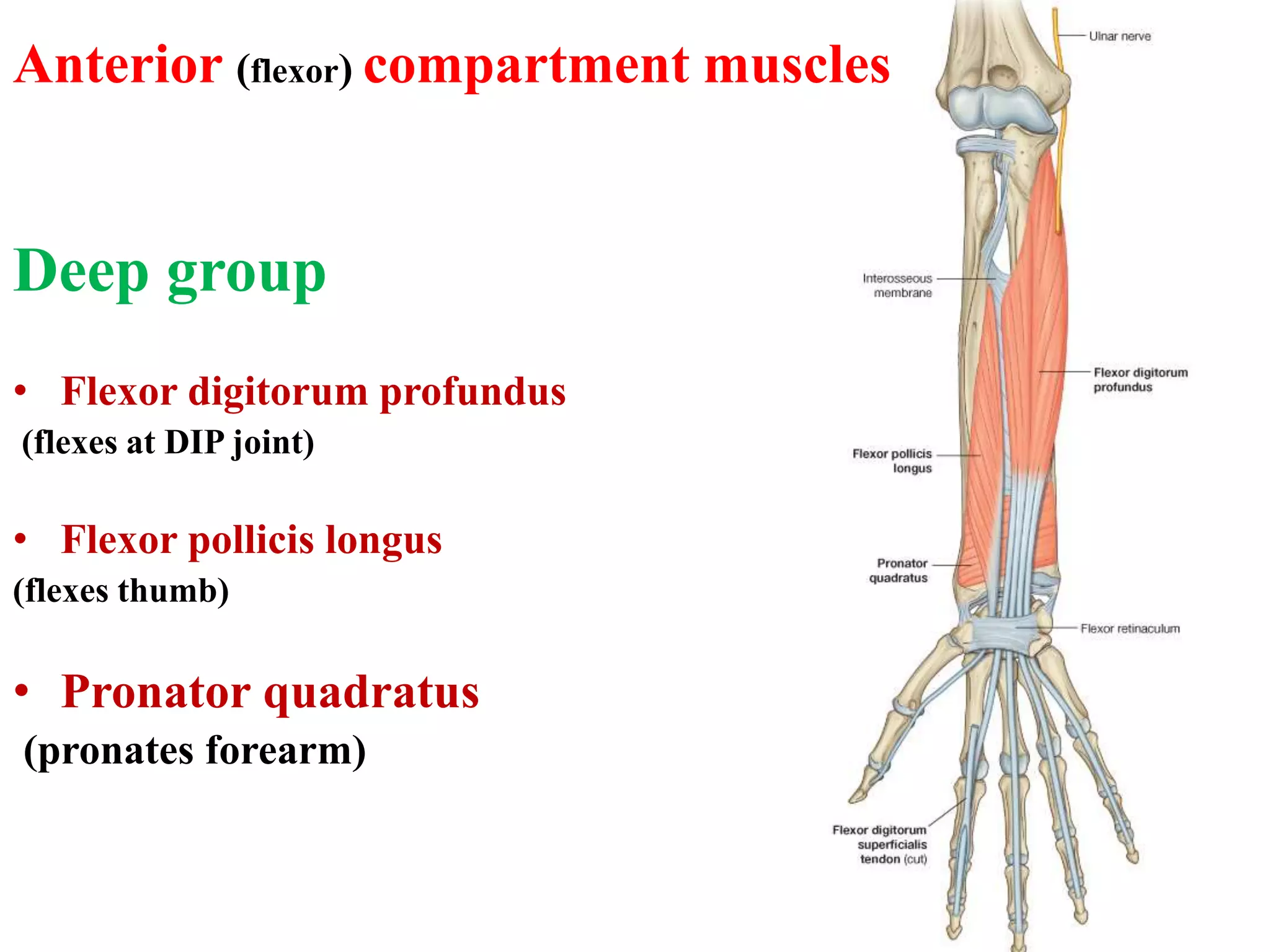 5 anterior forearm.ppt