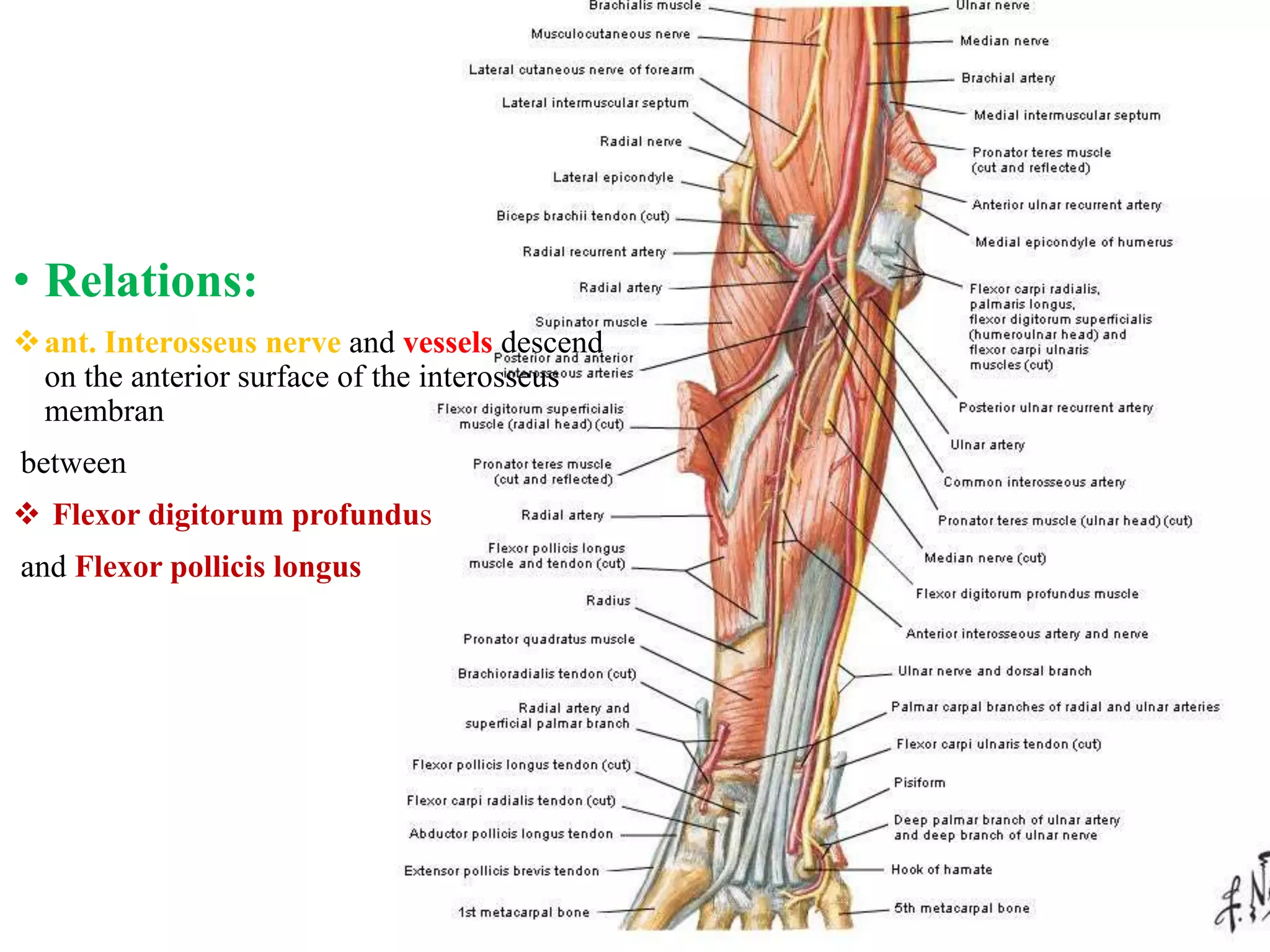 5 anterior forearm.ppt