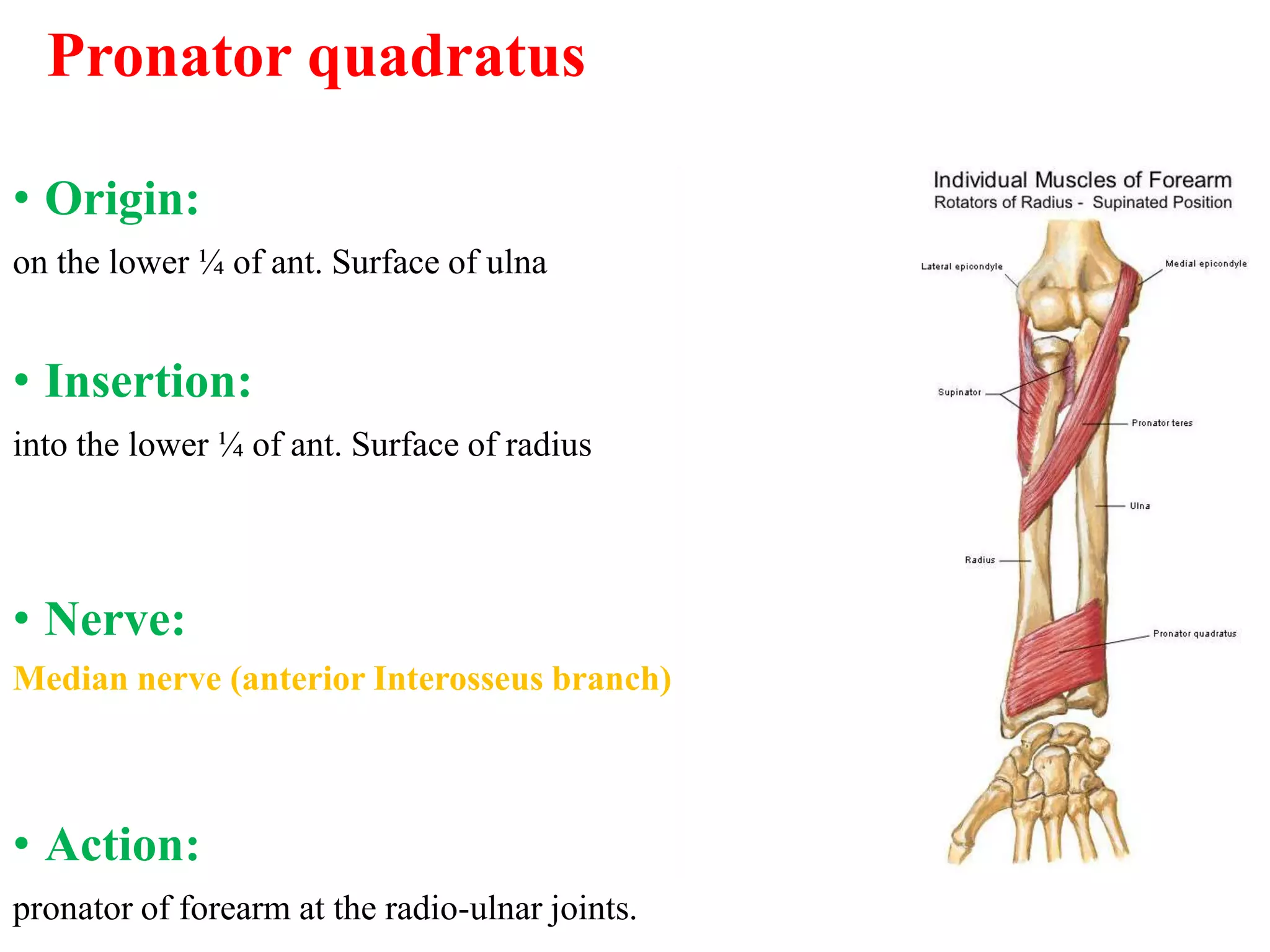 5 anterior forearm.ppt