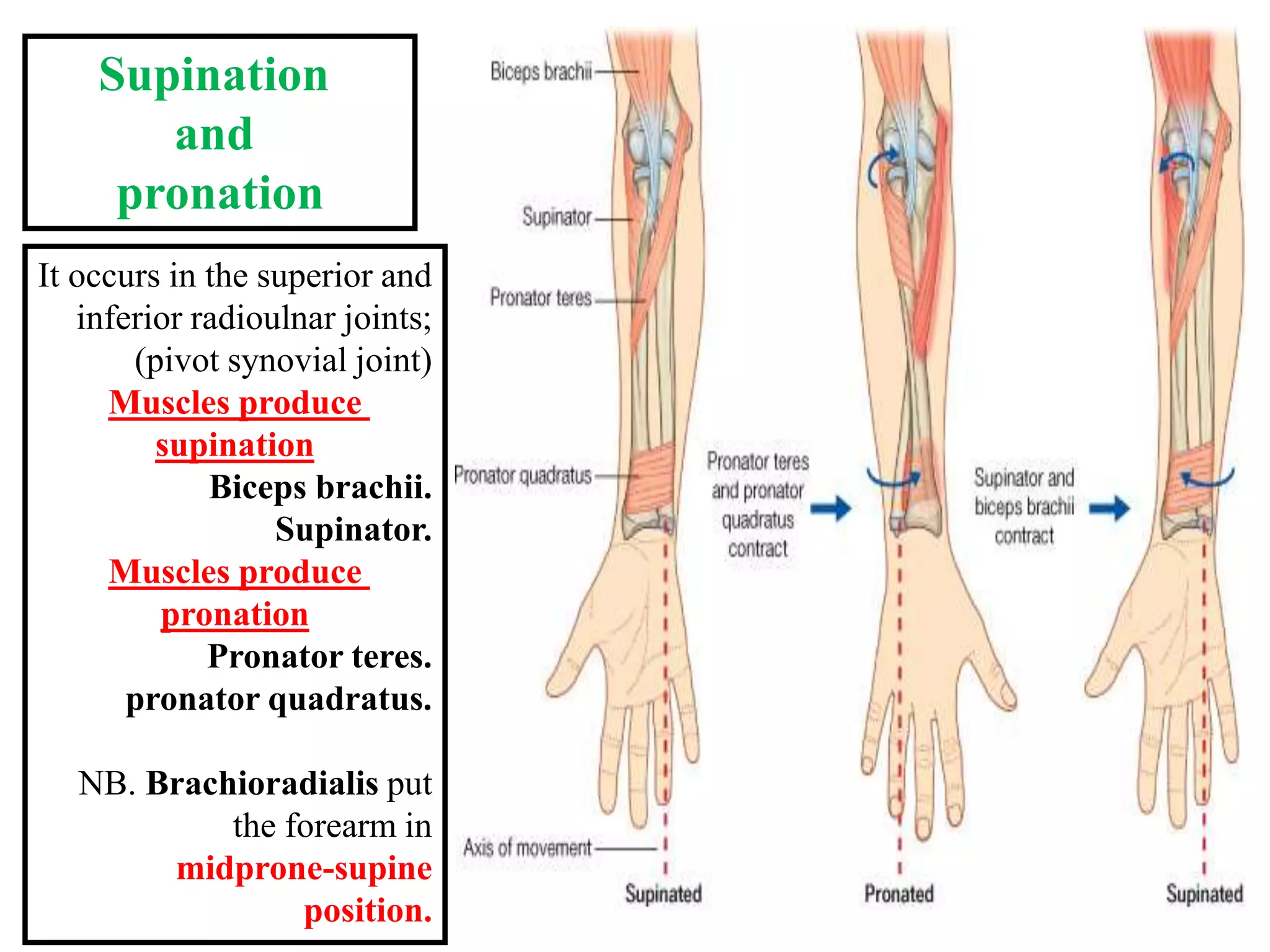 5 anterior forearm.ppt