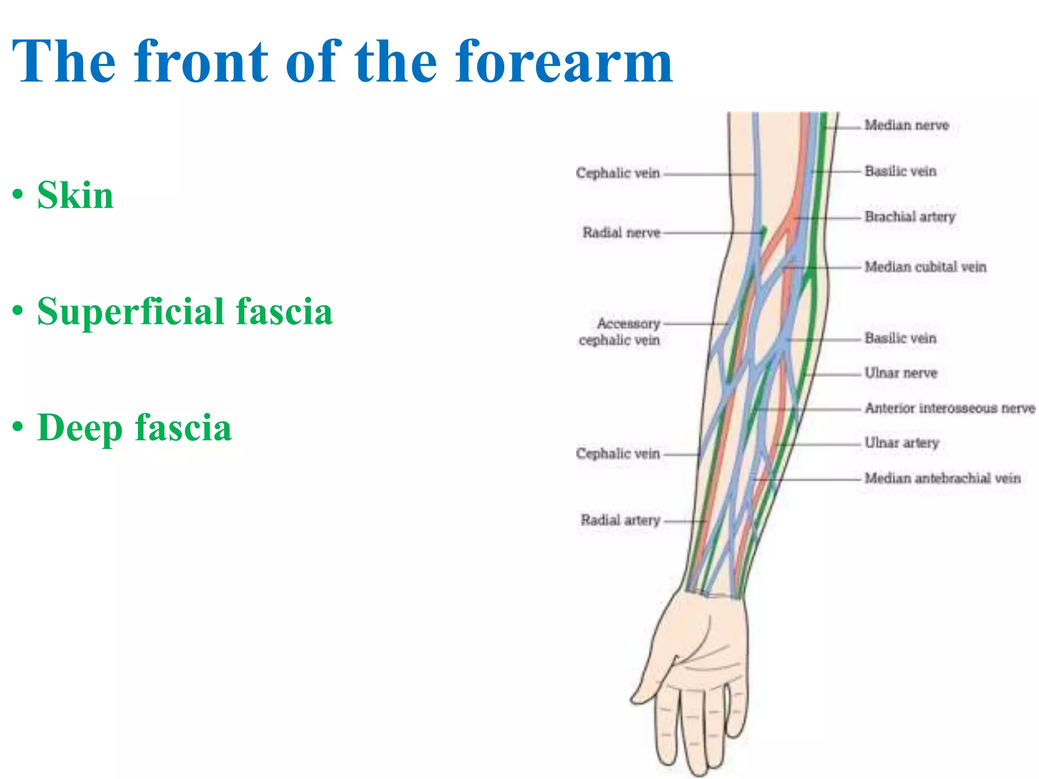 5 anterior forearm.ppt
