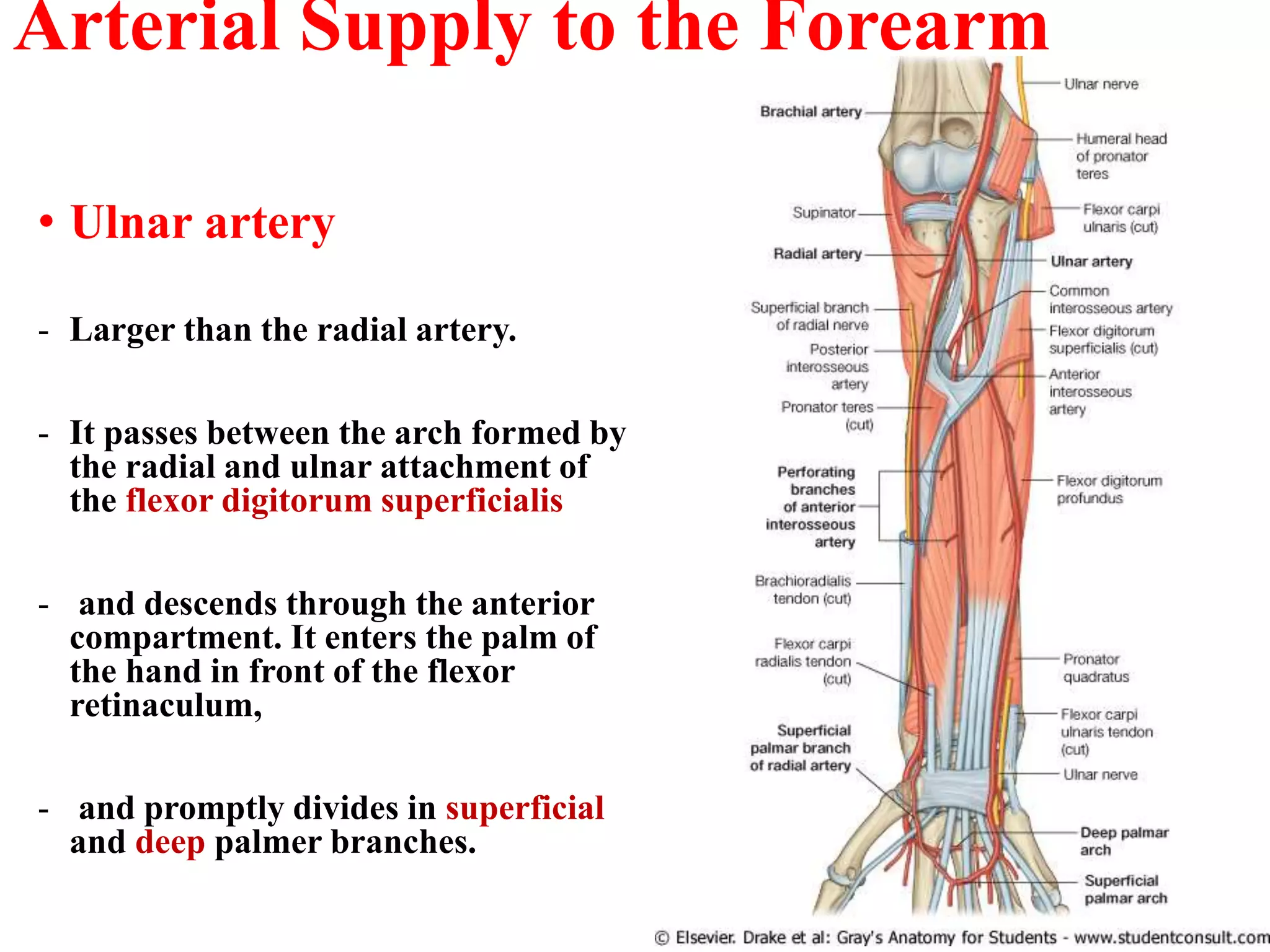 5 anterior forearm.ppt