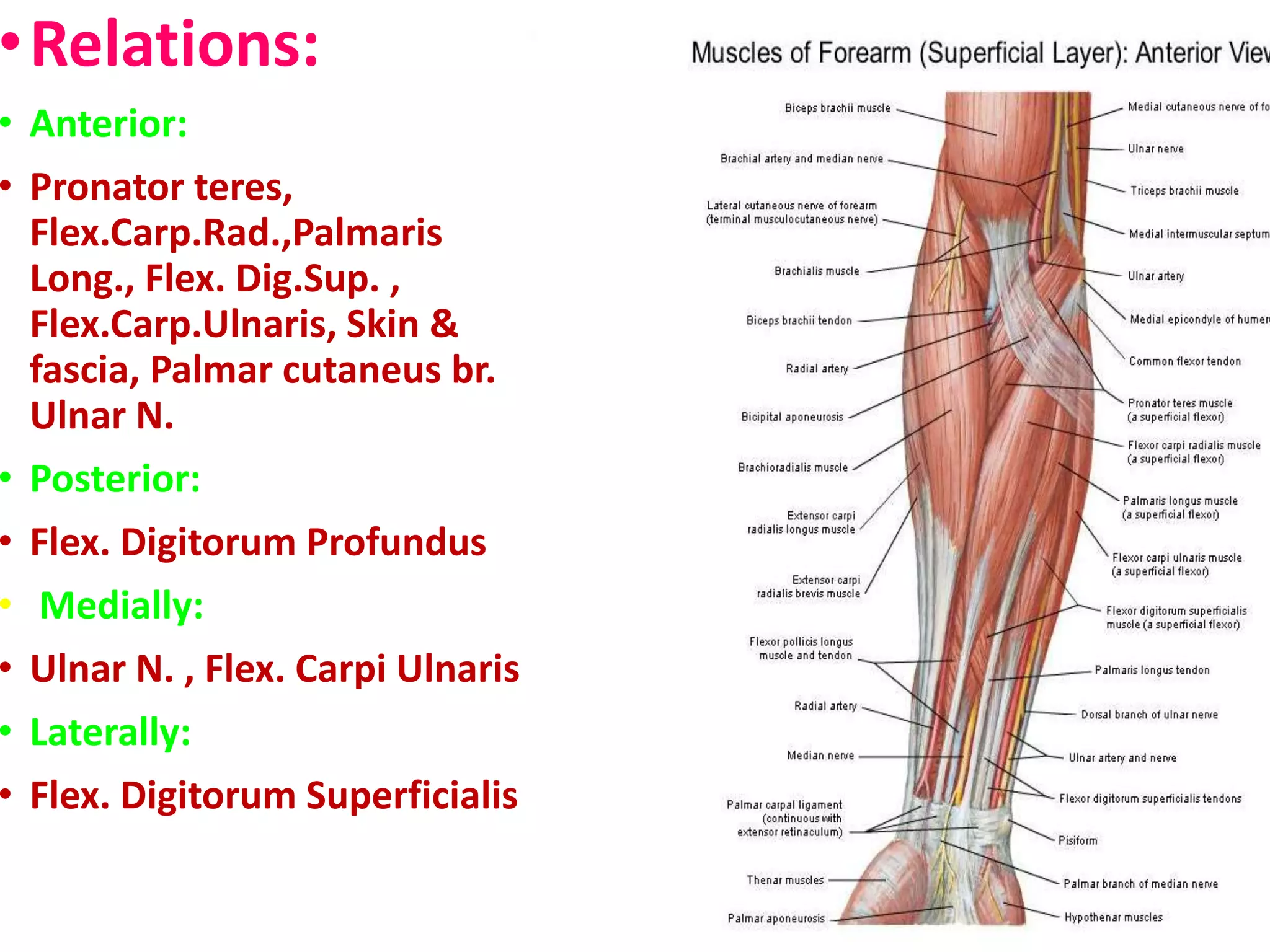 5 anterior forearm.ppt