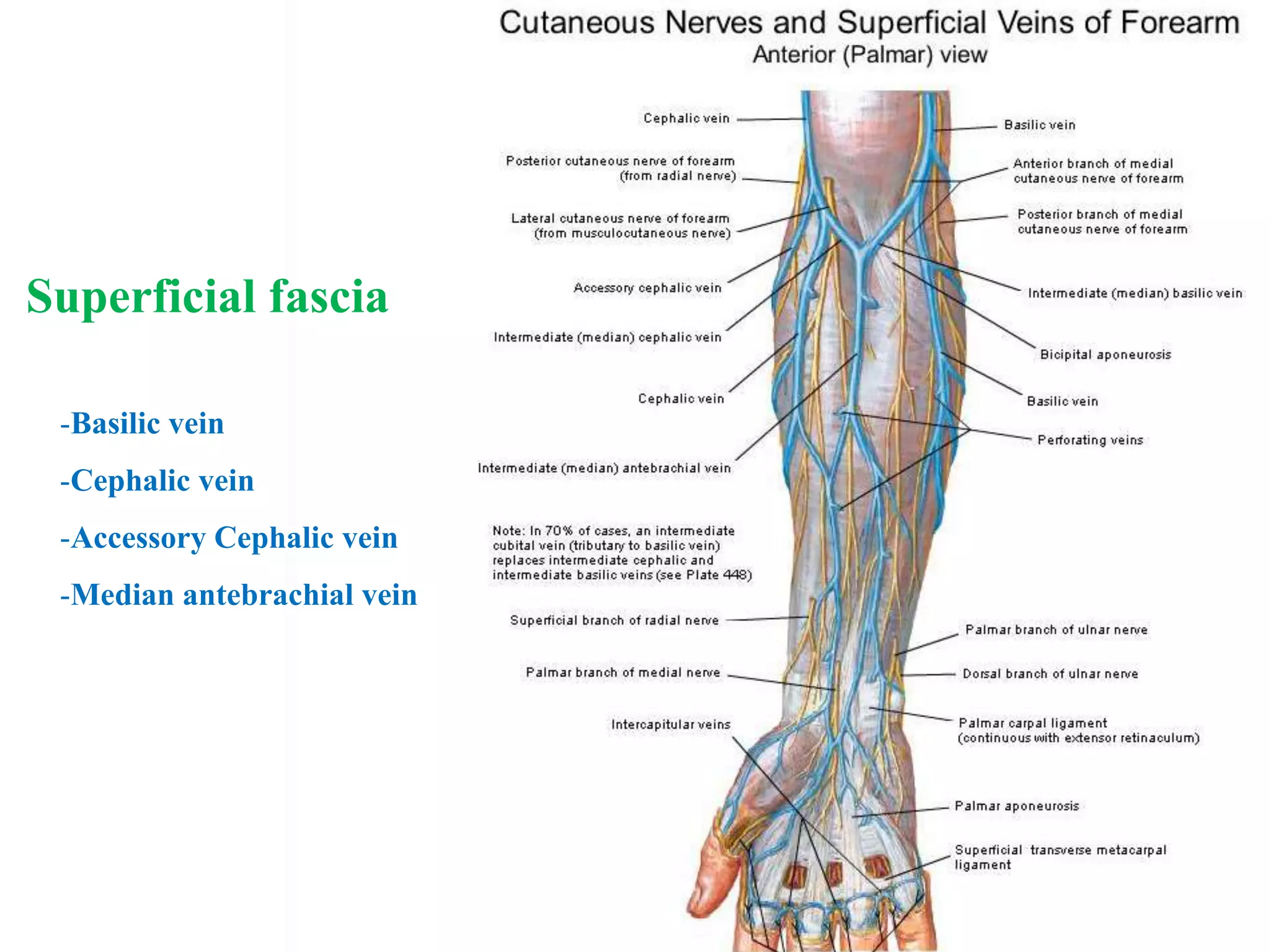 5 anterior forearm.ppt