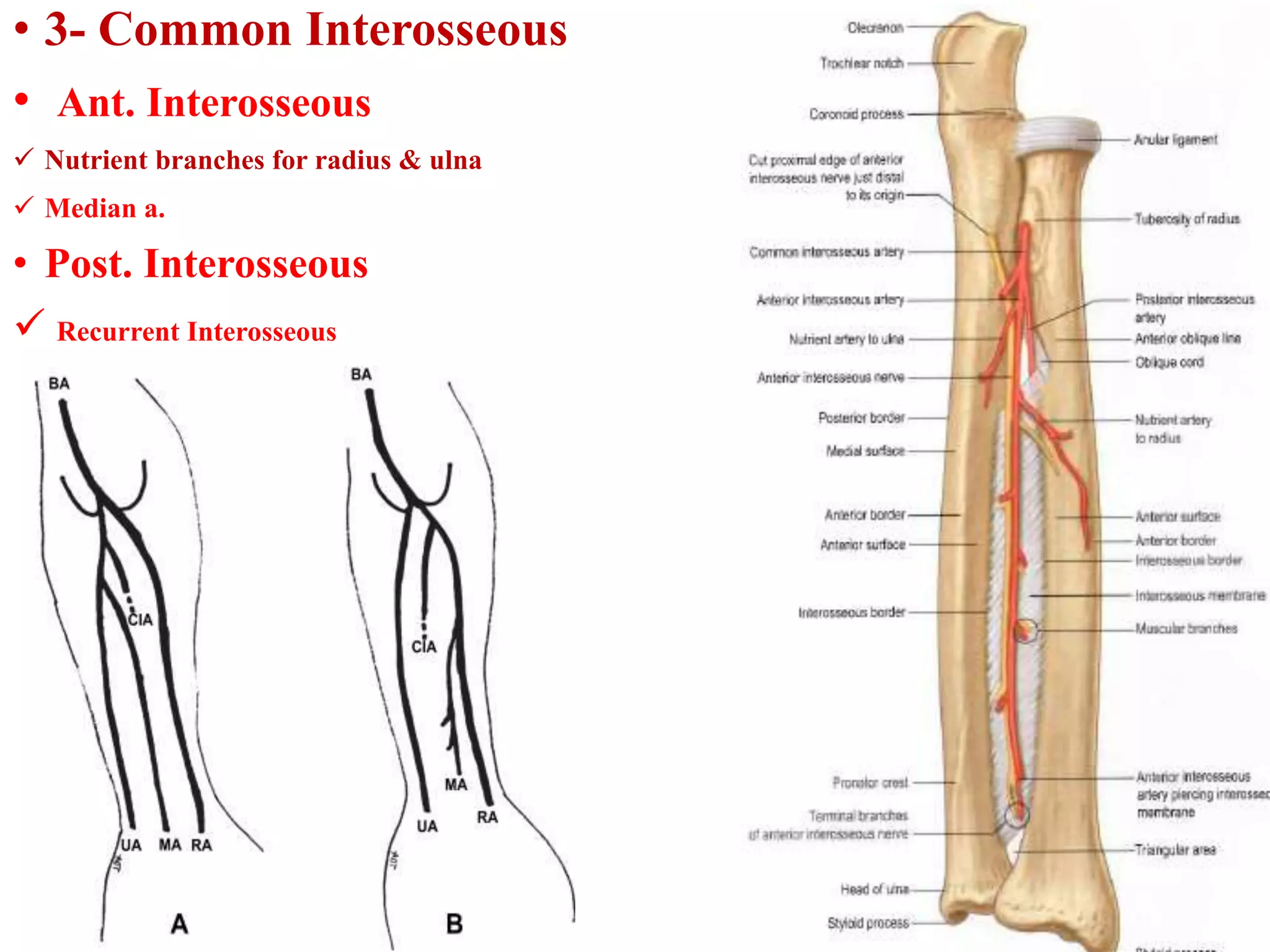 5 anterior forearm.ppt