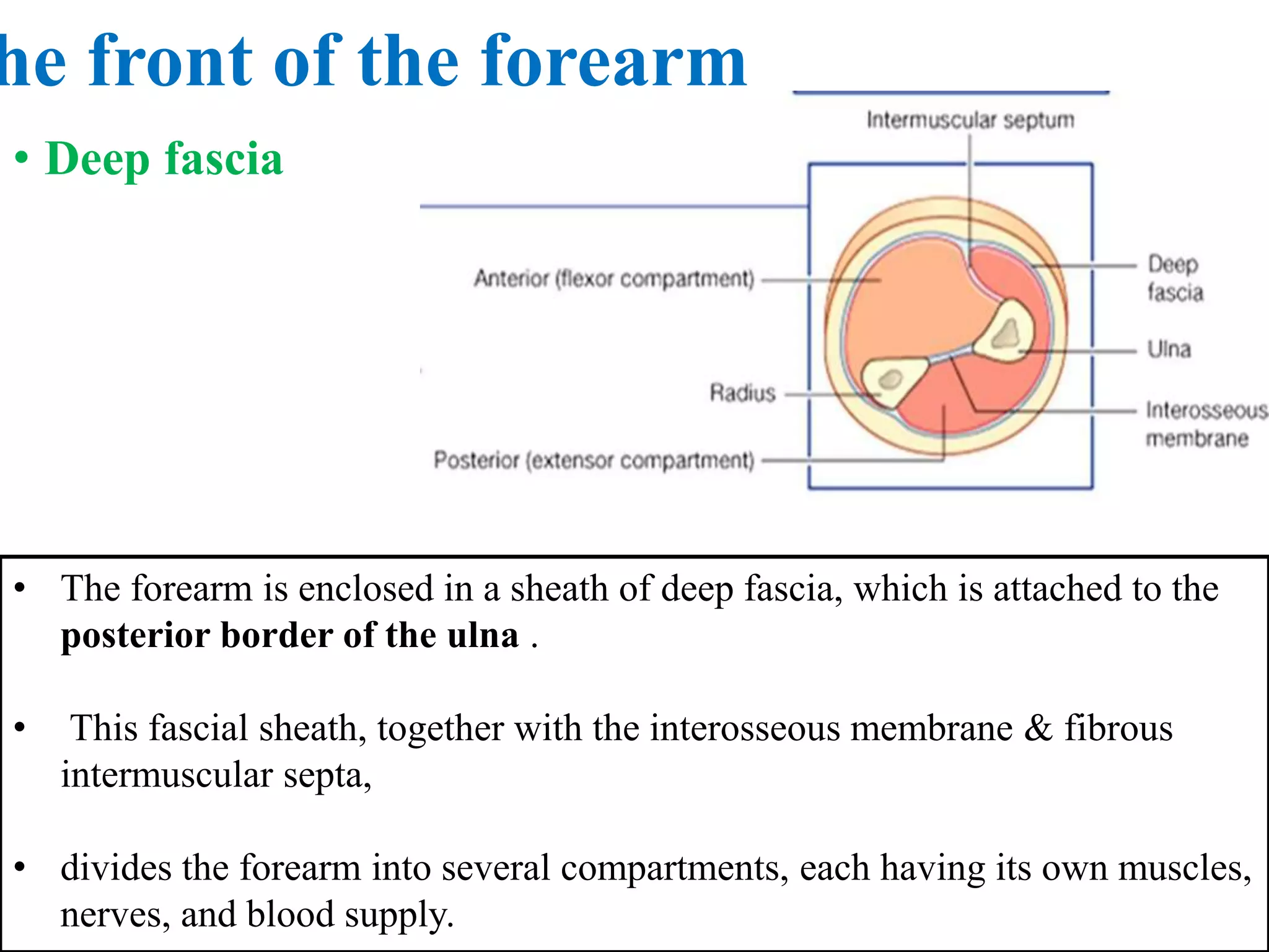 5 anterior forearm.ppt