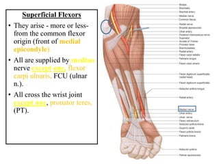 5 anterior forearm.ppt