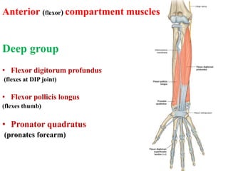 5 anterior forearm.ppt