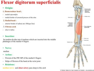 Fibrous Arch Of Flexor Digitorum Superficialis