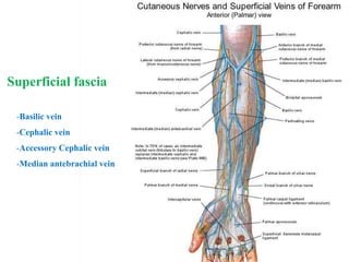 Antebrachial Fascia Of The Forearm