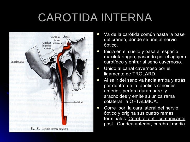 Arteria carótida ¿Qué es? Anatomía, función, ubicación, y mucho más ...